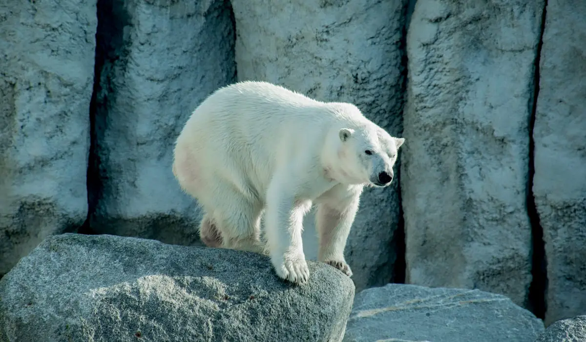 Do Polar Bears Hibernate Amazing Adaptions To The Cold Exploration Squared