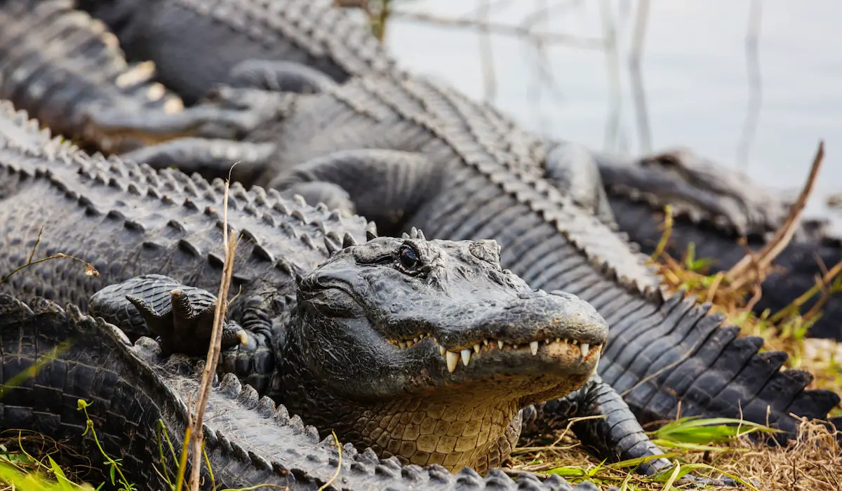 What Does an Alligator Eat? - Exploration Squared